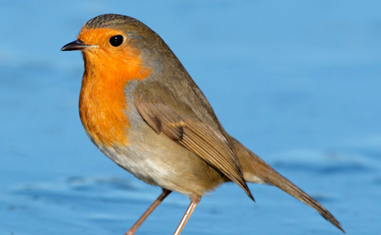 RSPB (The Royal Society for the Protection of Birds) | Animal Rescue ...